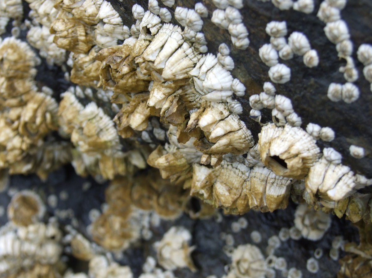 Barnacles – marks in the sand